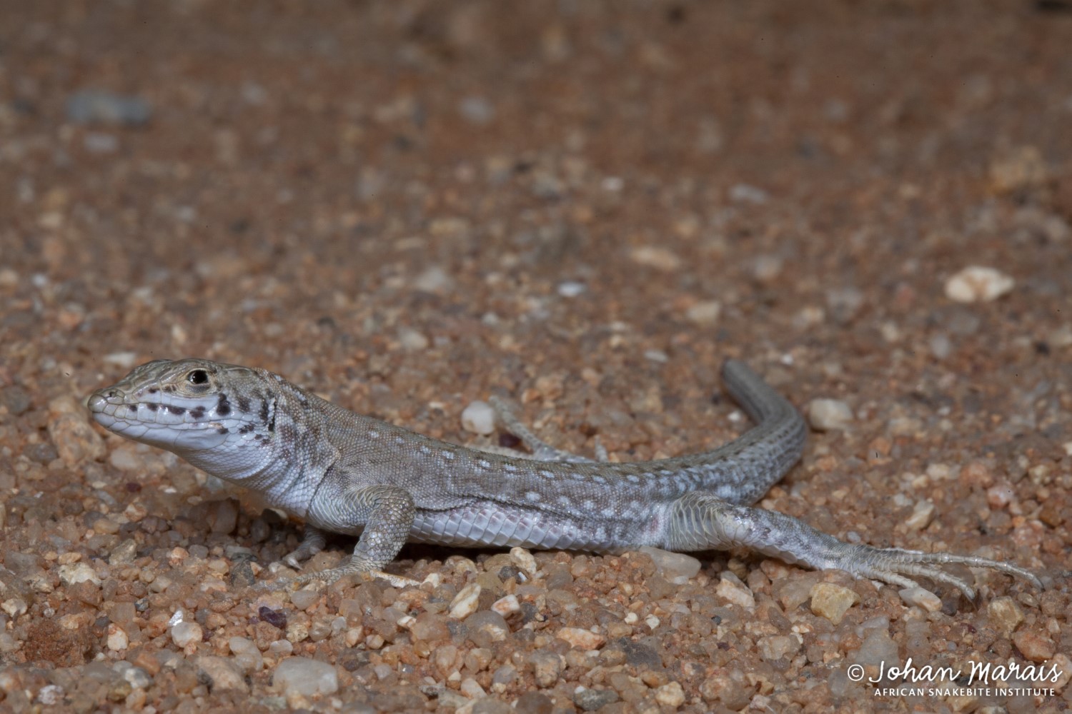 Knox's Desert Lizard (Meroles knoxii) - Johan Marais