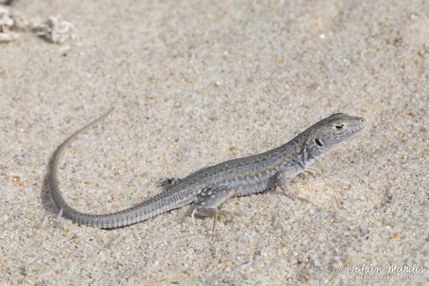 Knox's Desert Lizard (Meroles knoxii) - Johan Marais