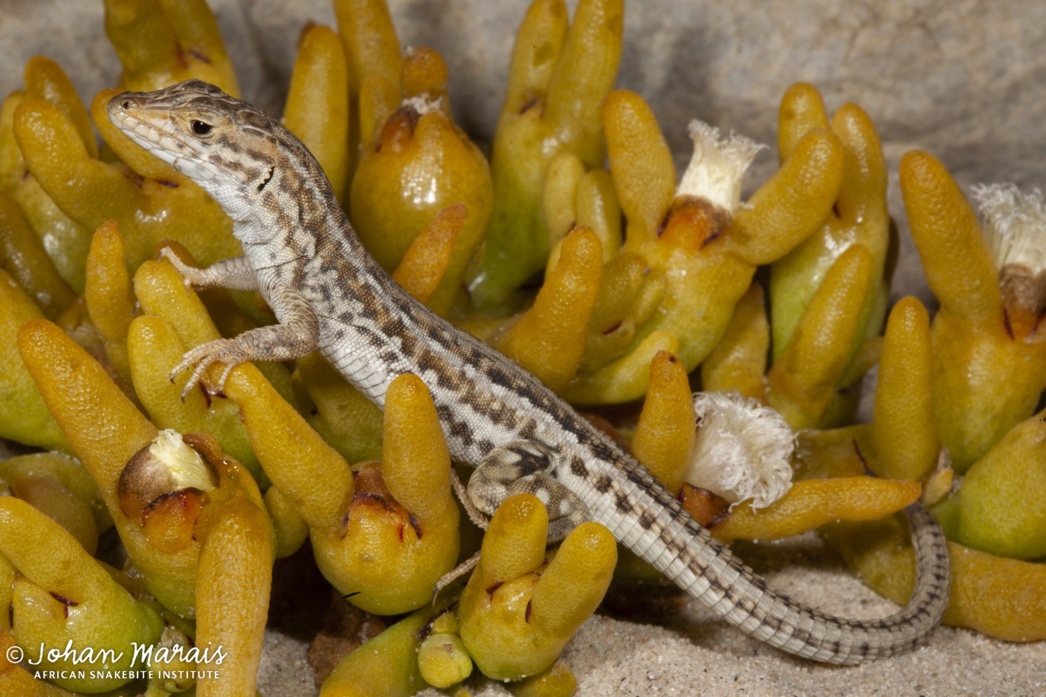Knox's Desert Lizard (Meroles knoxii) - Johan Marais