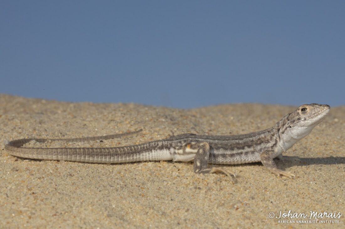 Knox's Desert Lizard (Meroles knoxii) - Johan Marais