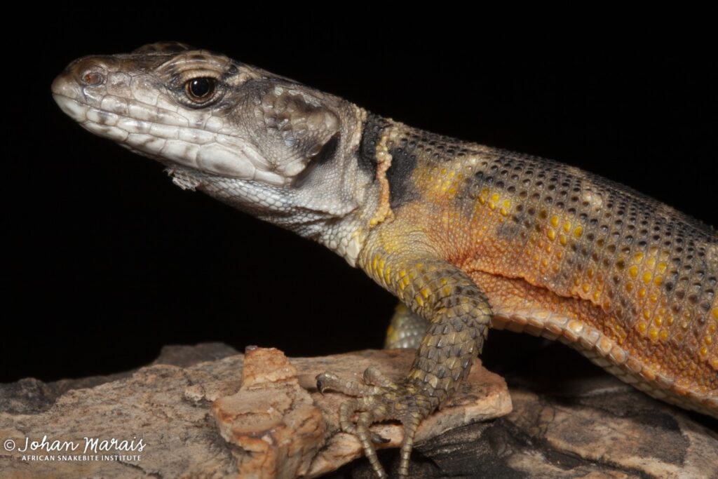 Northern Crag Lizard (Pseudocordylus transvaalensis) - Johan Marais