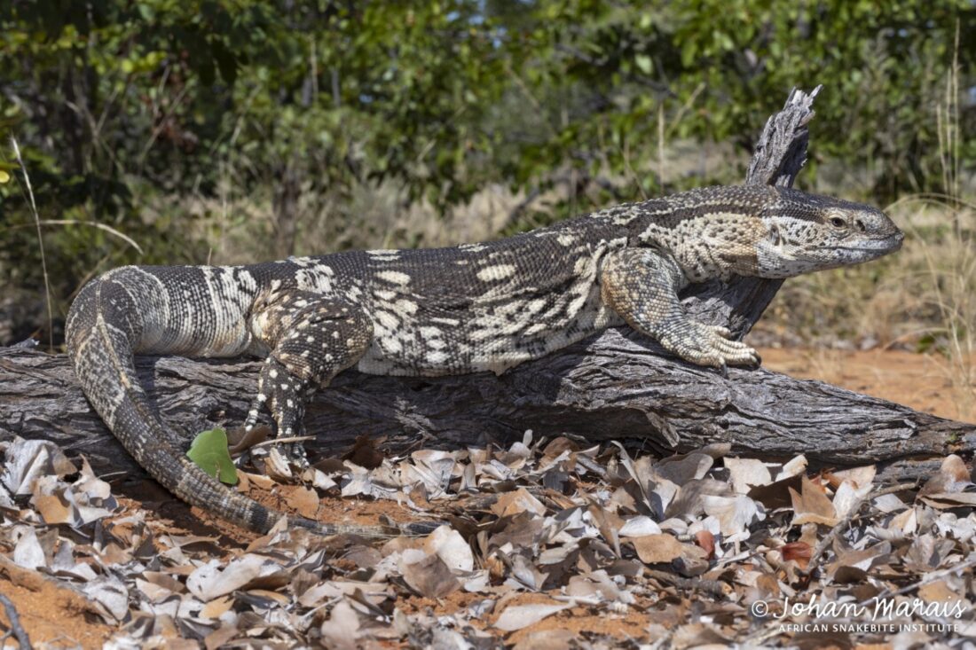 Monitor Species - Johan Marais