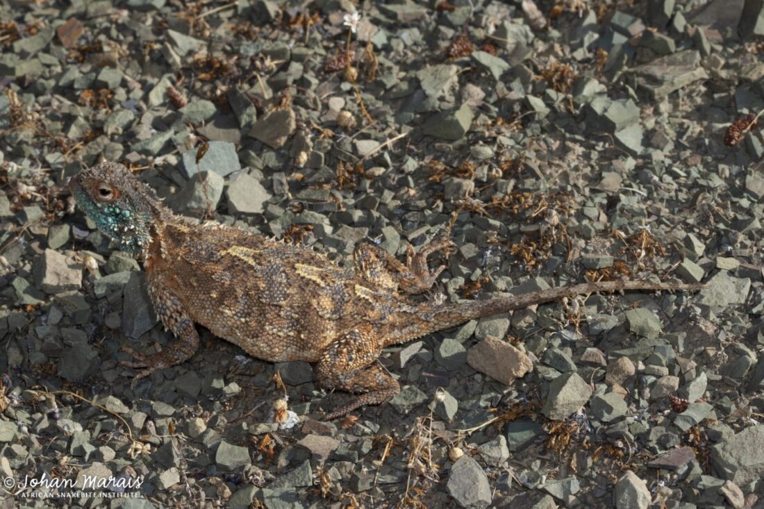 Southern Spiny Ground Agama (Agama hispida) - Johan Marais