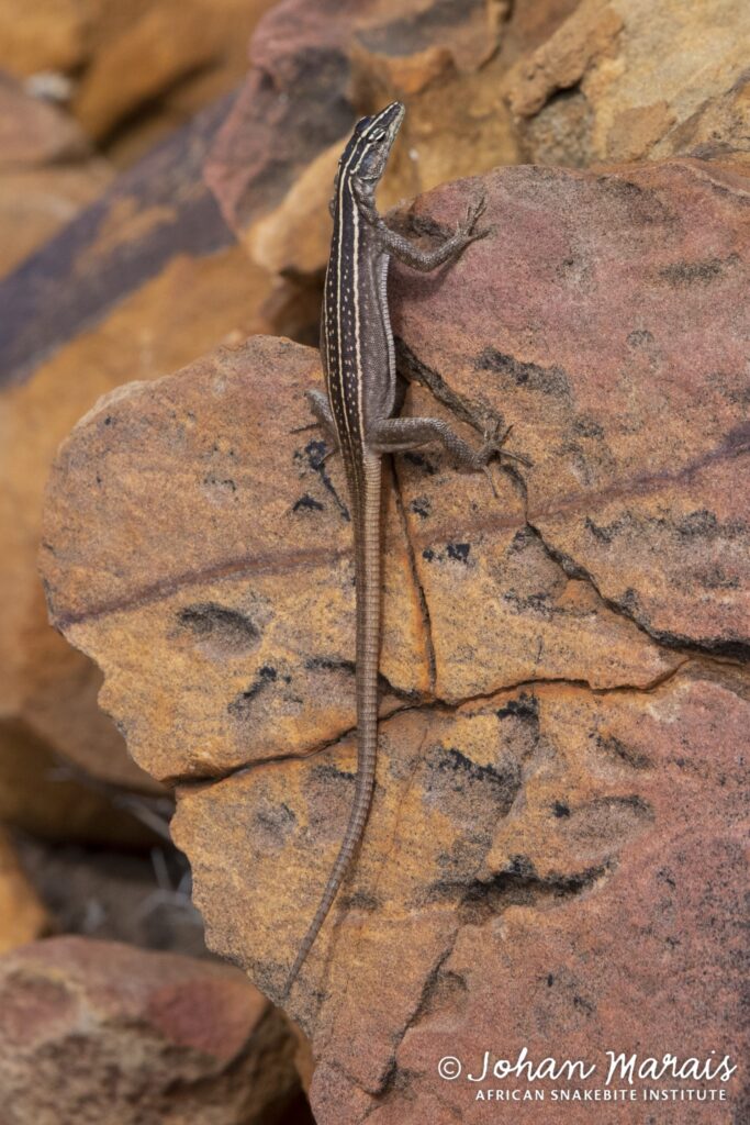 Soutpansberg Flat Lizard (Platysaurus relictus) - Johan Marais