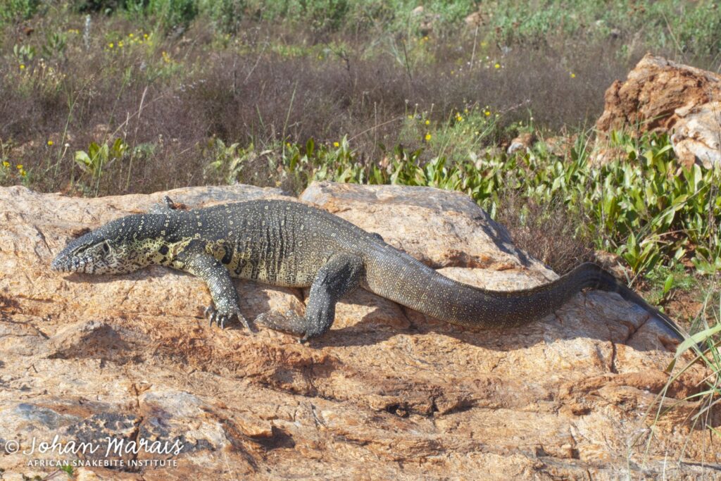 Monitor Species - Johan Marais