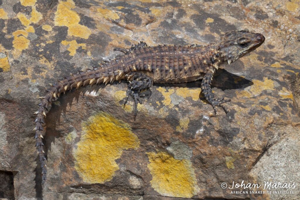 Waterberg Girdled Lizard (Smaug breyeri) - Johan Marais