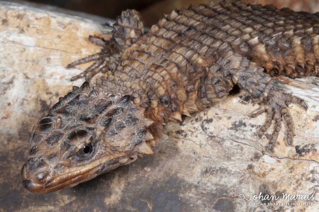Waterberg Girdled Lizard (Smaug breyeri) - Johan Marais