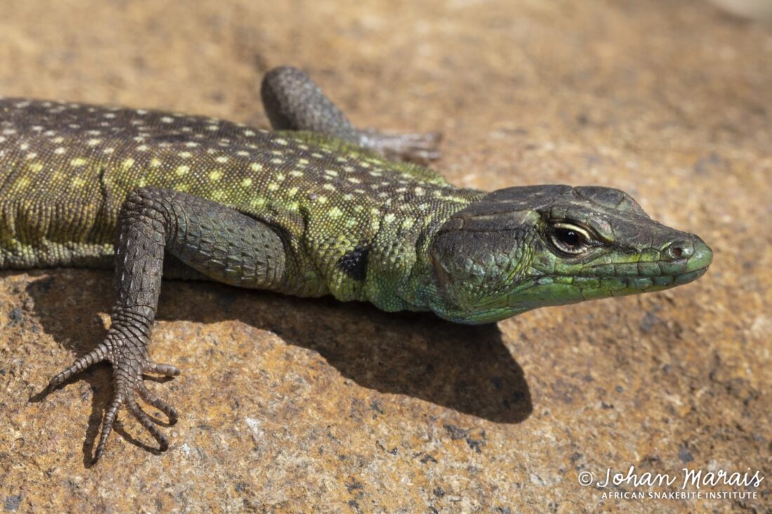 Zimbabwe Flat Lizard (Platysaurus intermedius rhodesianus) - Johan Marais