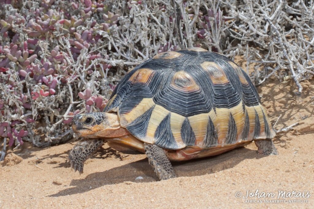 Tortoise Species - Johan Marais