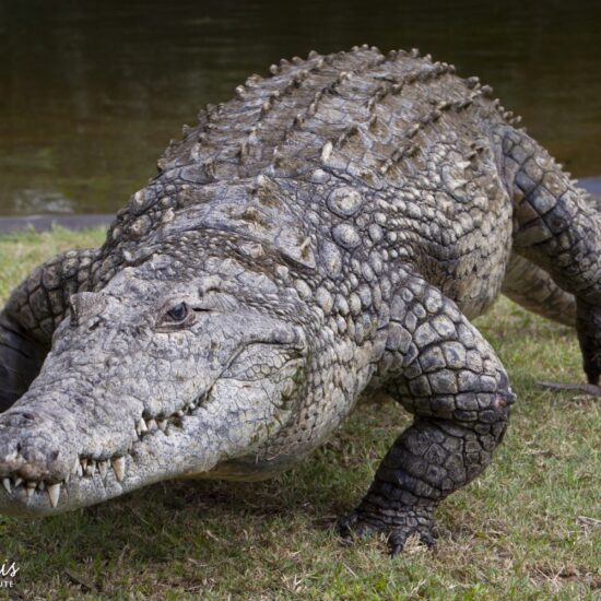 Crocodile Species - Johan Marais