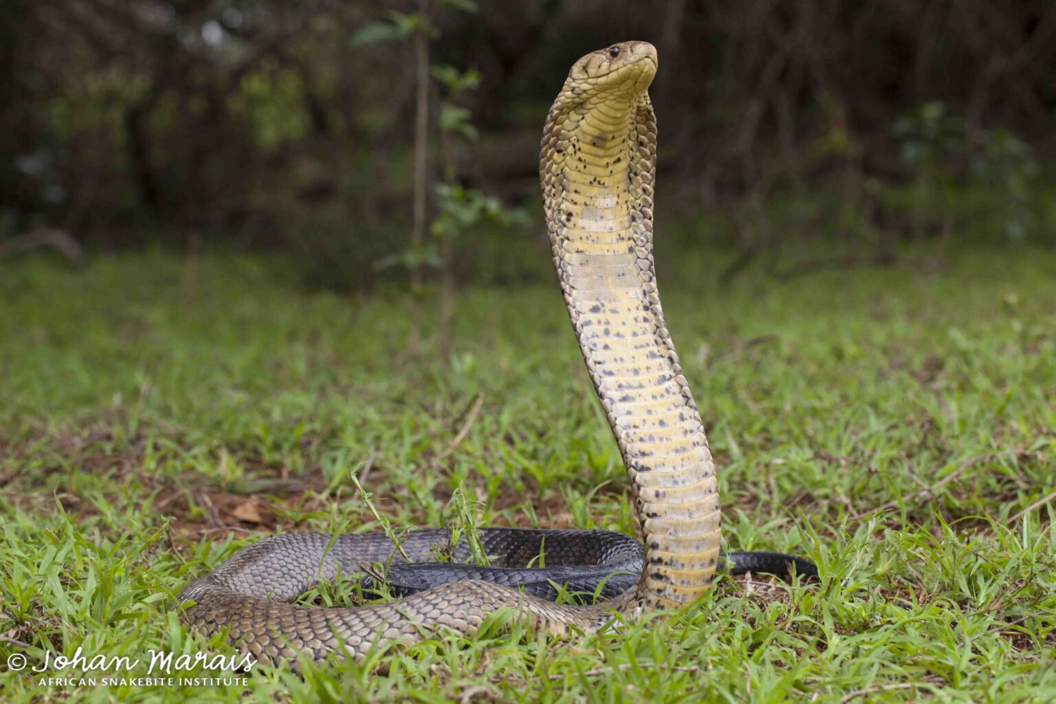 Snake Species - Johan Marais