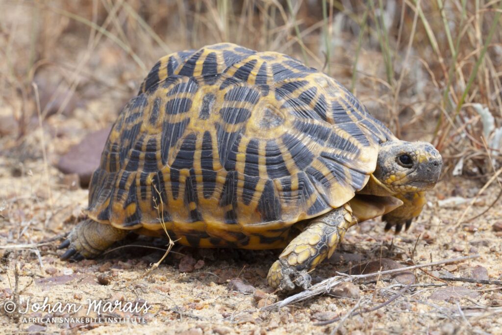 Tortoise Species - Johan Marais
