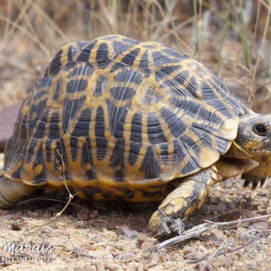 Tortoise Species - Johan Marais