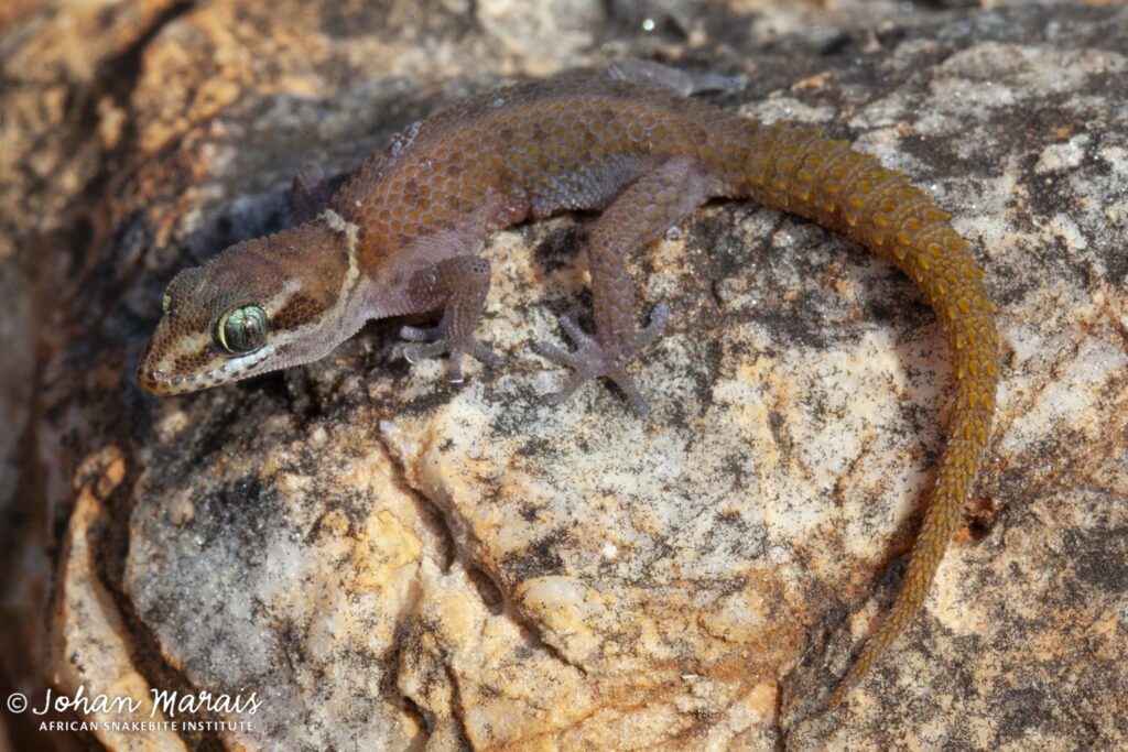 Large-scaled Gecko (Pachydactylus scutatus) - Johan Marais