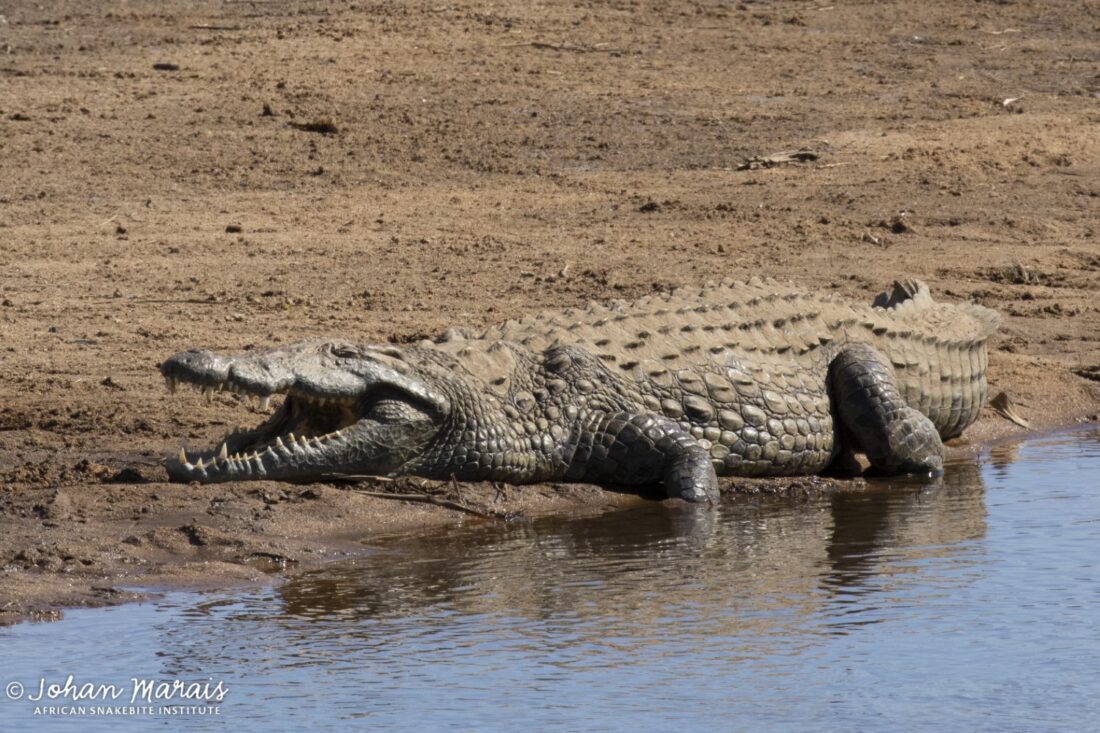 Crocodile Species - Johan Marais
