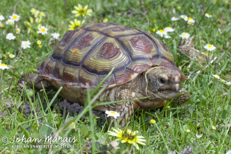Tortoise Species - Johan Marais