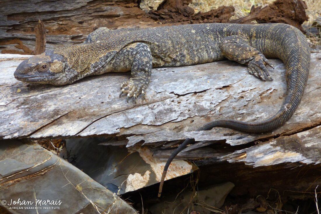 Monitor Species - Johan Marais