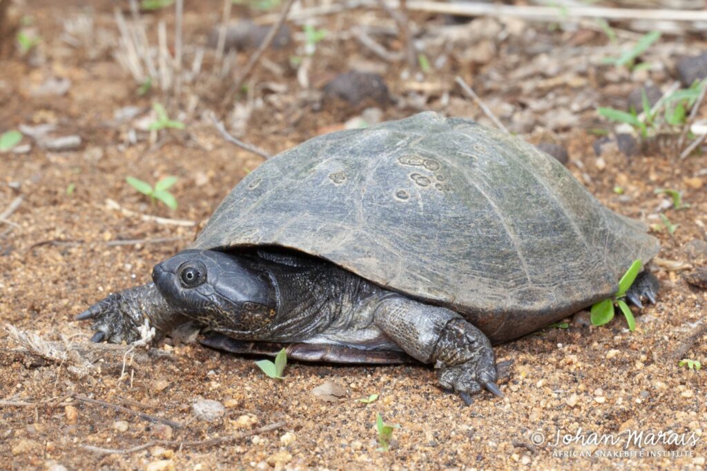 Terrapin Species - Johan Marais