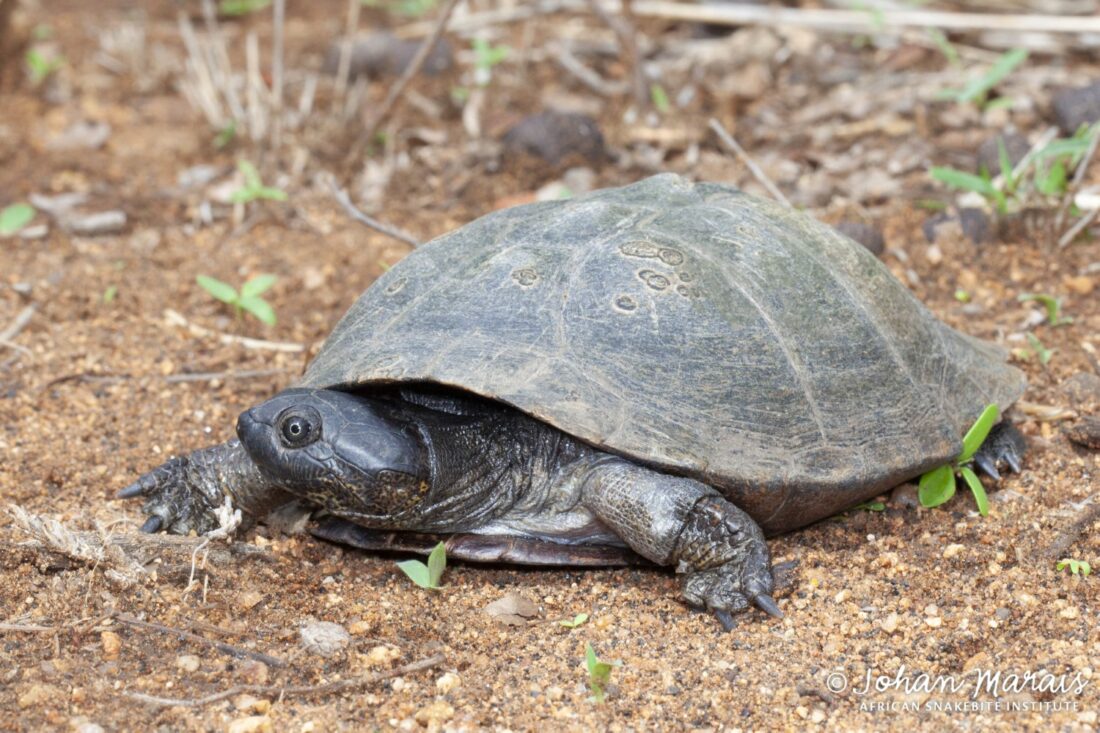 Terrapin Species - Johan Marais