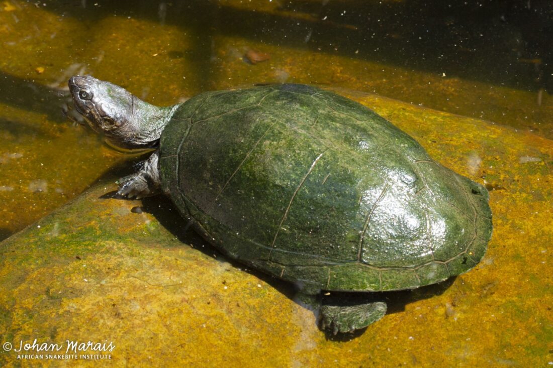 Terrapin Species - Johan Marais