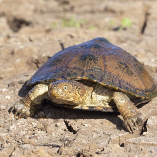 Terrapin Species - Johan Marais