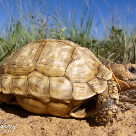 Tortoise Species - Johan Marais