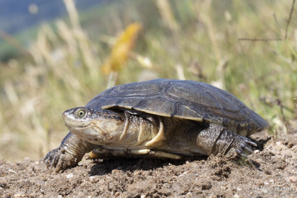 Terrapin Species - Johan Marais