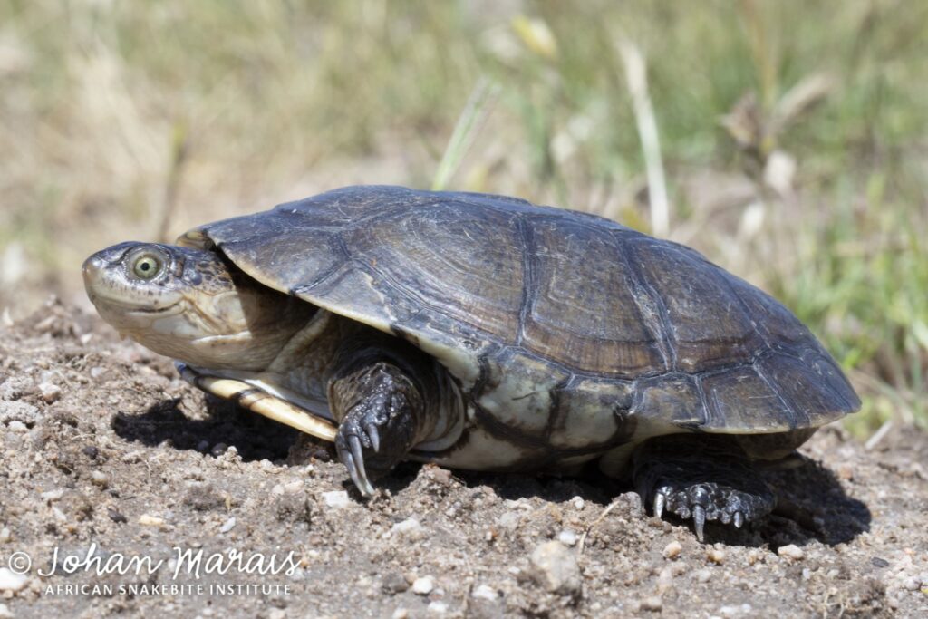 Terrapin Species - Johan Marais