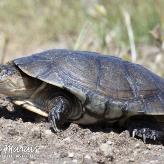 Terrapin Species - Johan Marais