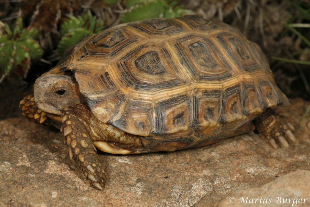 Natal Hinged Tortoise (Kinixys natalensis) - Johan Marais