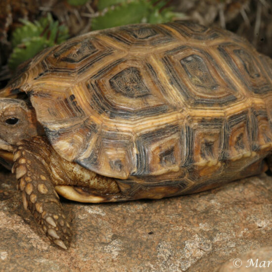 Tortoise Species - Johan Marais