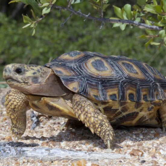 Tortoise Species - Johan Marais