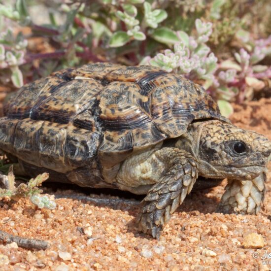 Tortoise Species - Johan Marais